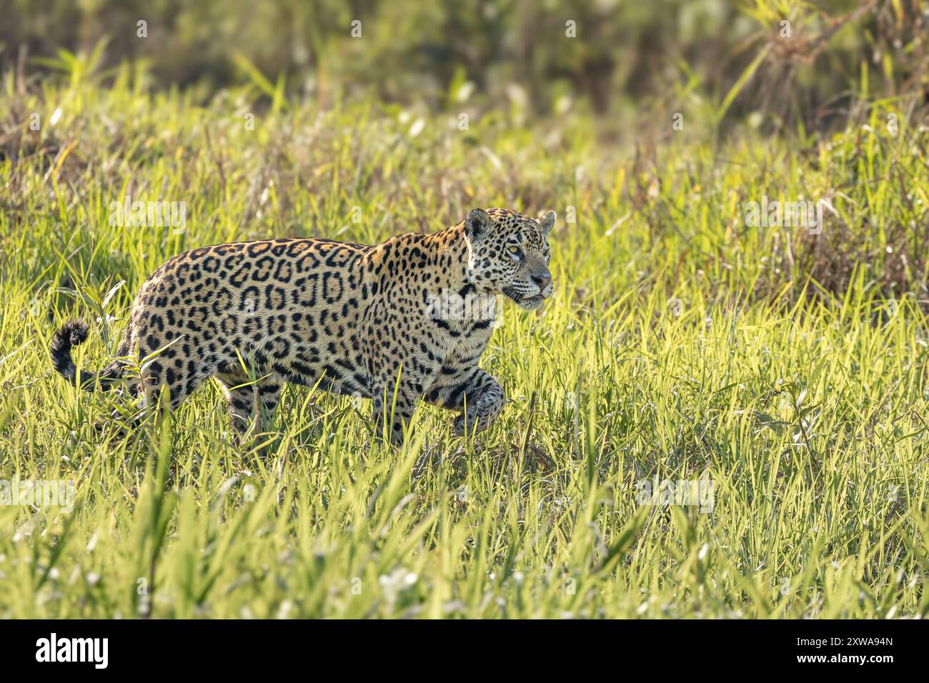 The jaguar, a powerful predator with a distinctive spotted coat, is a ...