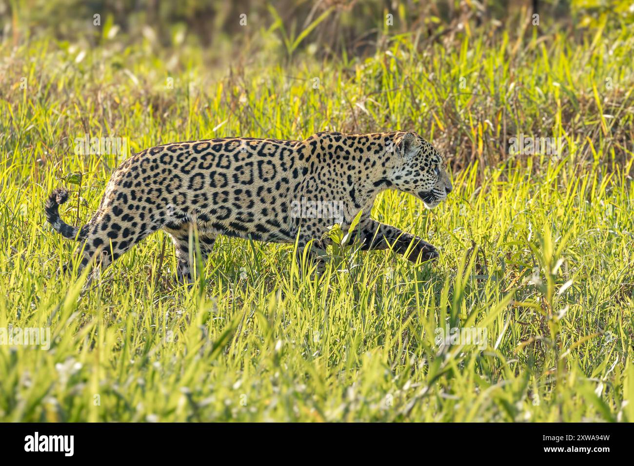 The jaguar, a powerful predator with a distinctive spotted coat, is a ...