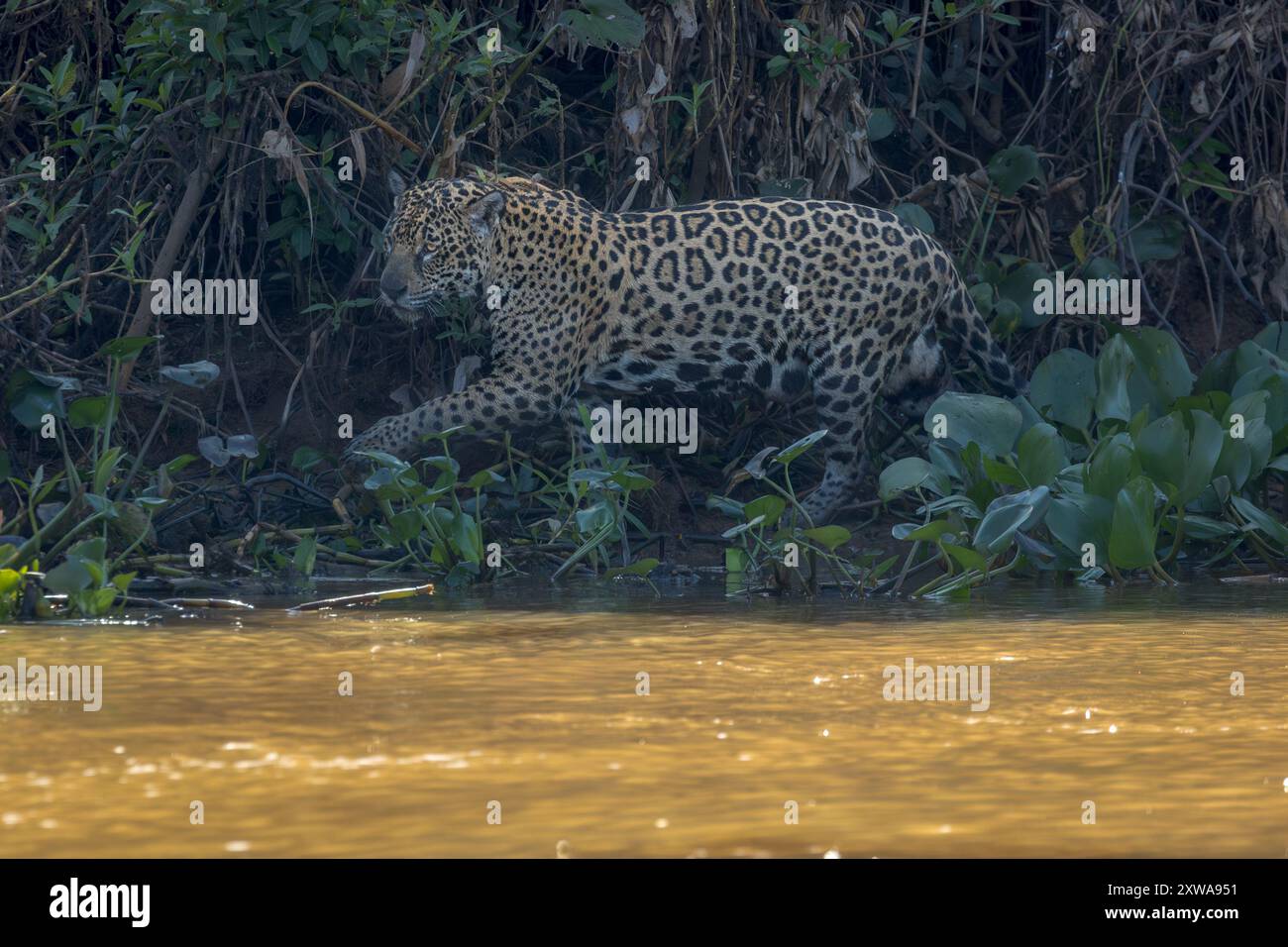 The jaguar, a powerful predator with a distinctive spotted coat, is a ...