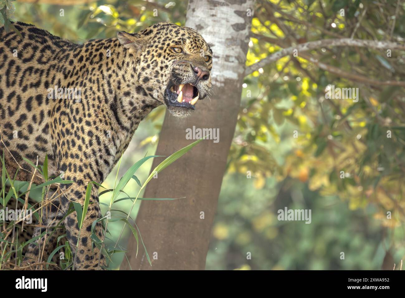 The jaguar, a powerful predator with a distinctive spotted coat, is a ...