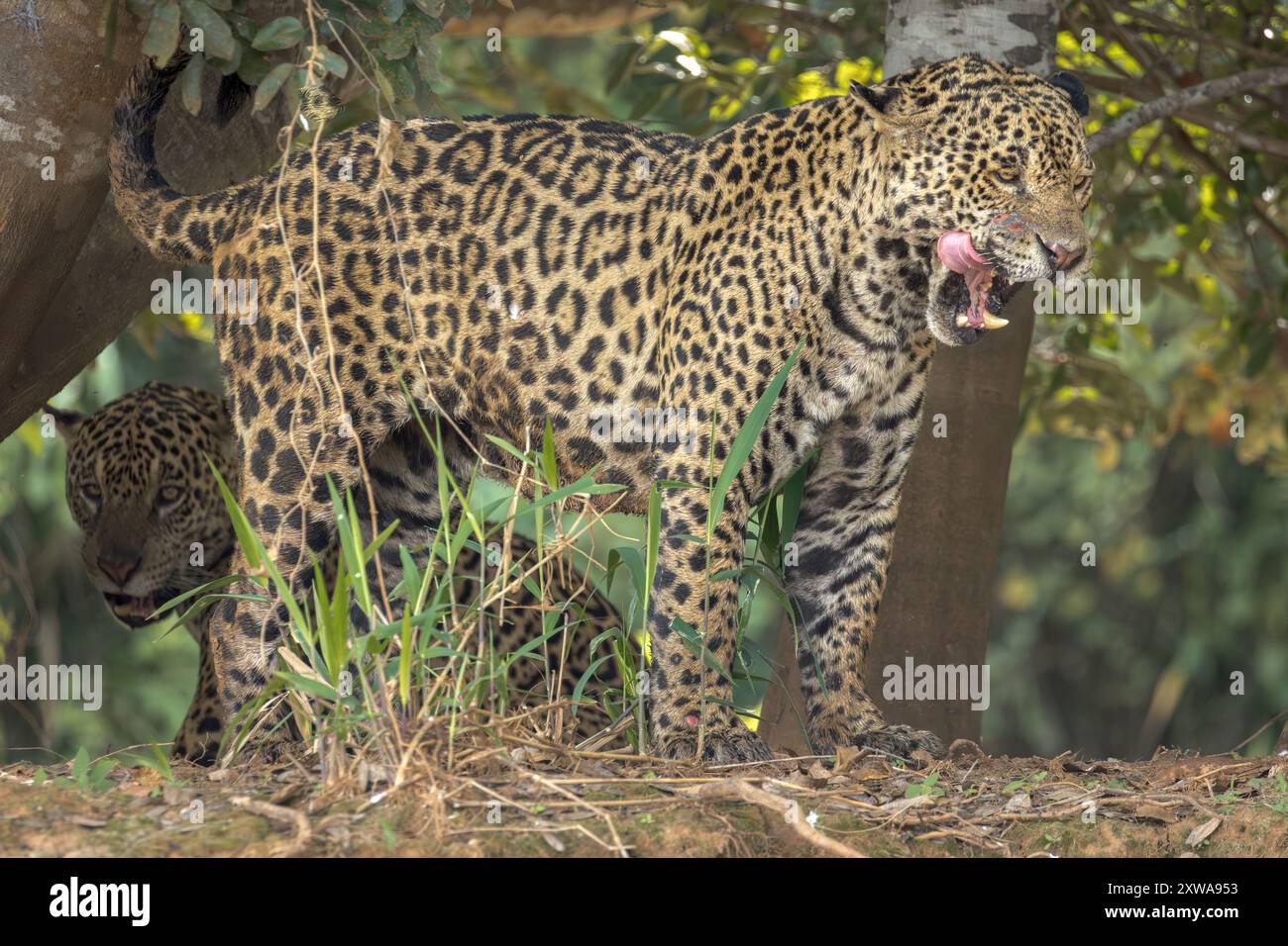 The jaguar, a powerful predator with a distinctive spotted coat, is a ...