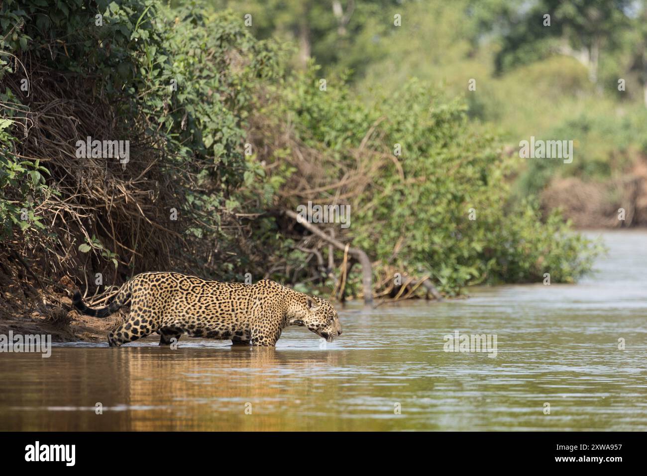 The jaguar, a powerful predator with a distinctive spotted coat, is a ...