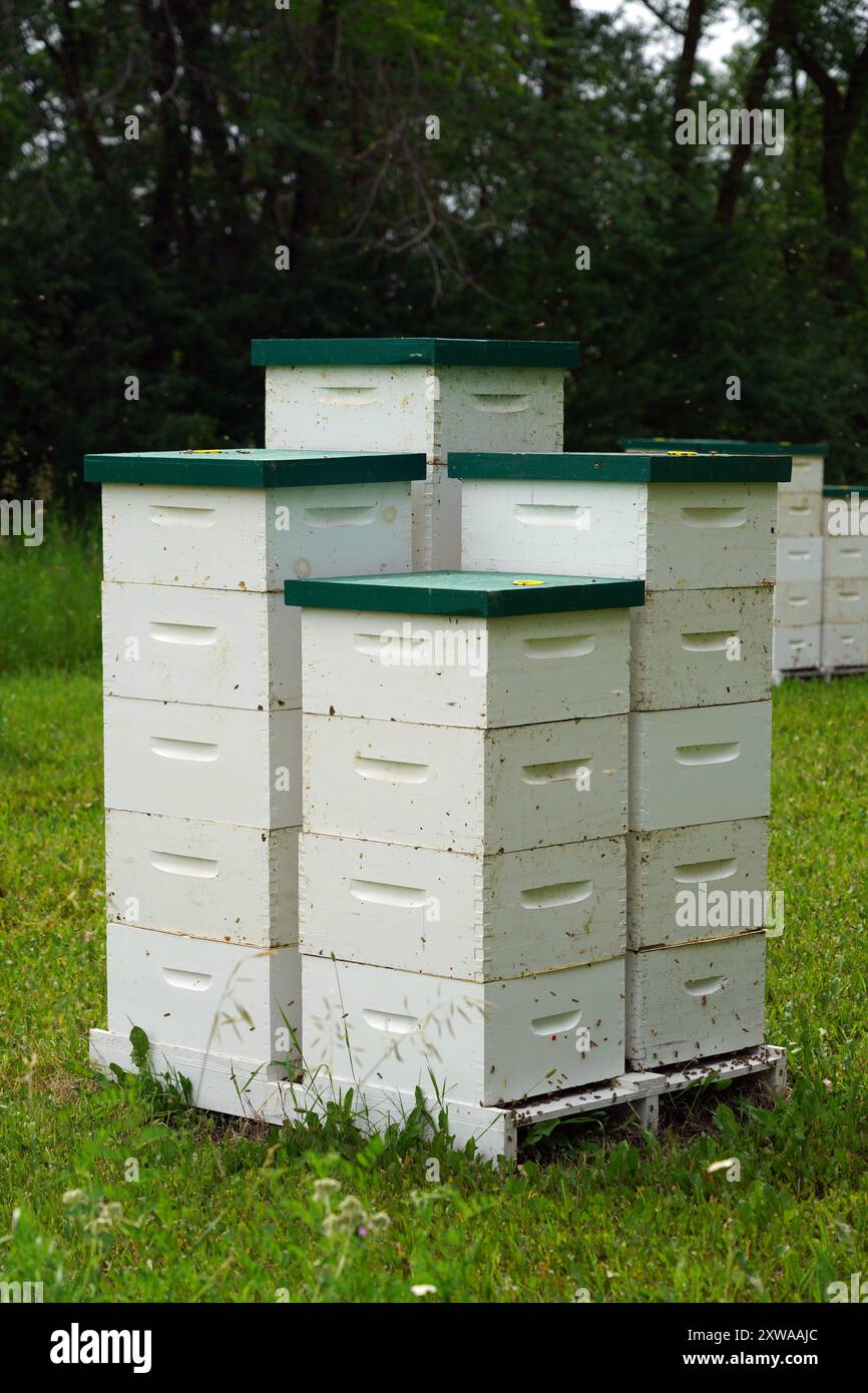 Bee hives in a meadow backed by trees on a farm in north-eastern ...