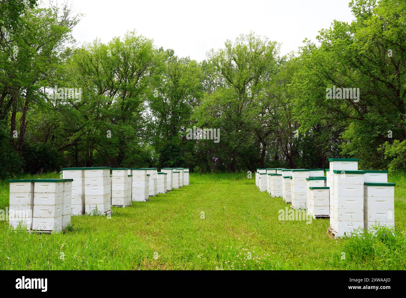 Bee hives in a meadow surrounded by trees Stock Photo - Alamy