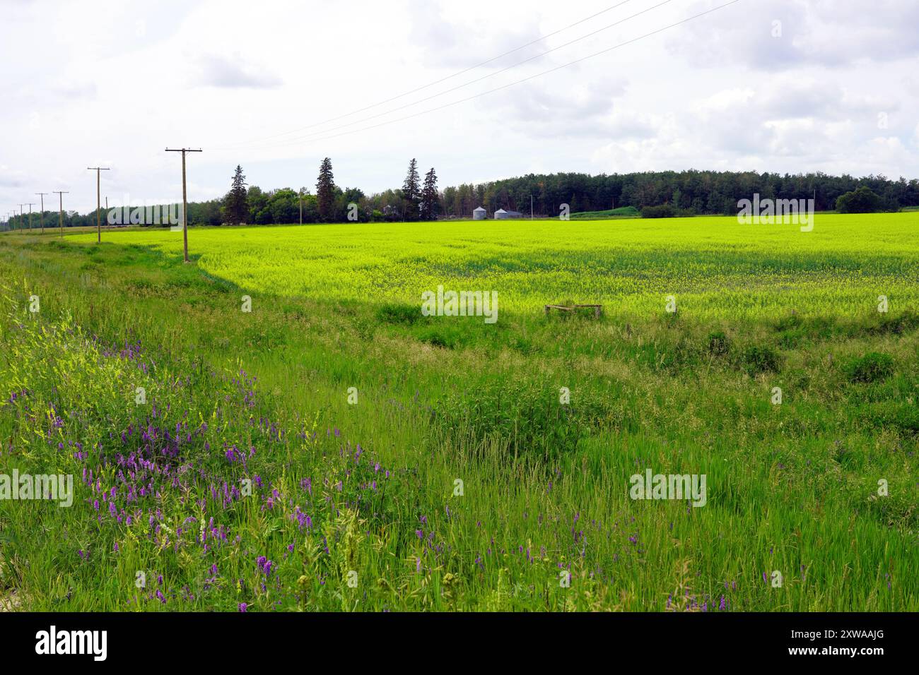 Canola field and telephone poles with tall grass in the foreground ...