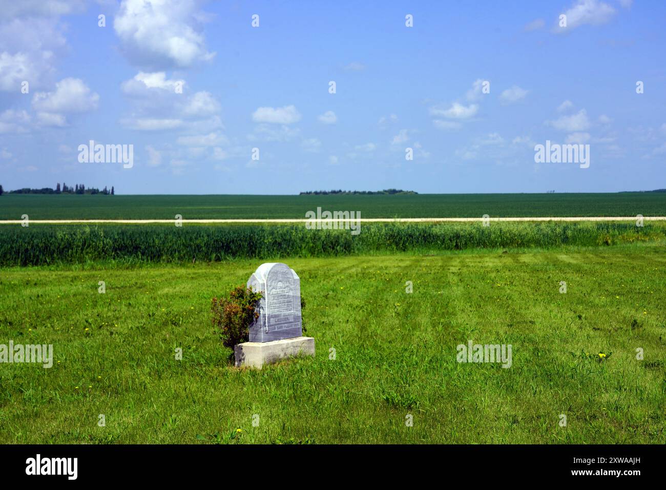 Gravestone in an old cemetery surrounded by fields of grain on a summer ...