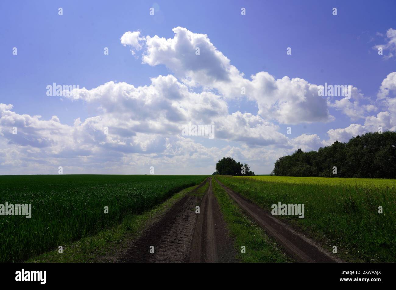 Country road stretching to the horizon with grain fields on either side ...