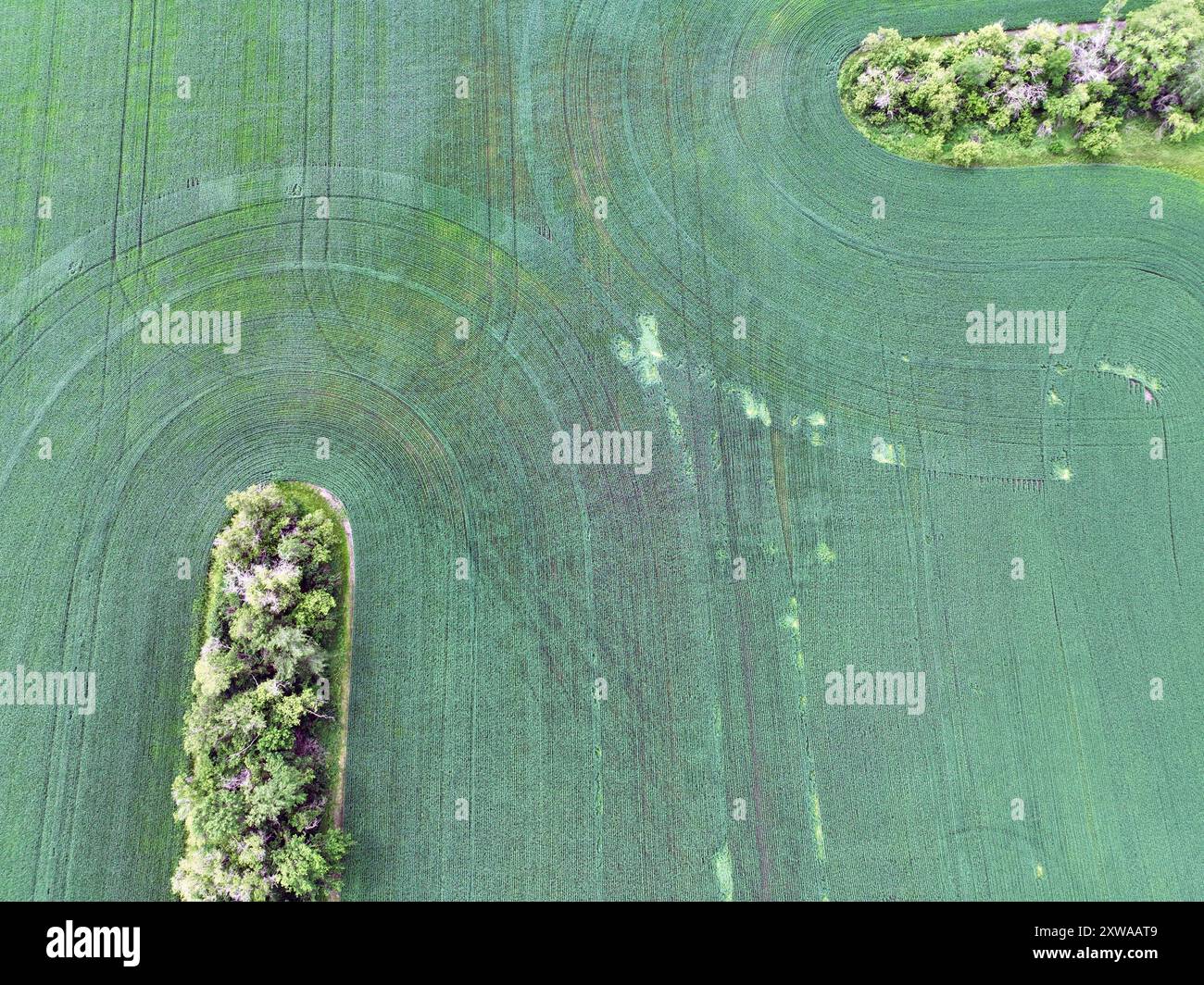 Top down view of grain field in mid-summer in rural Saskatchewan with ...