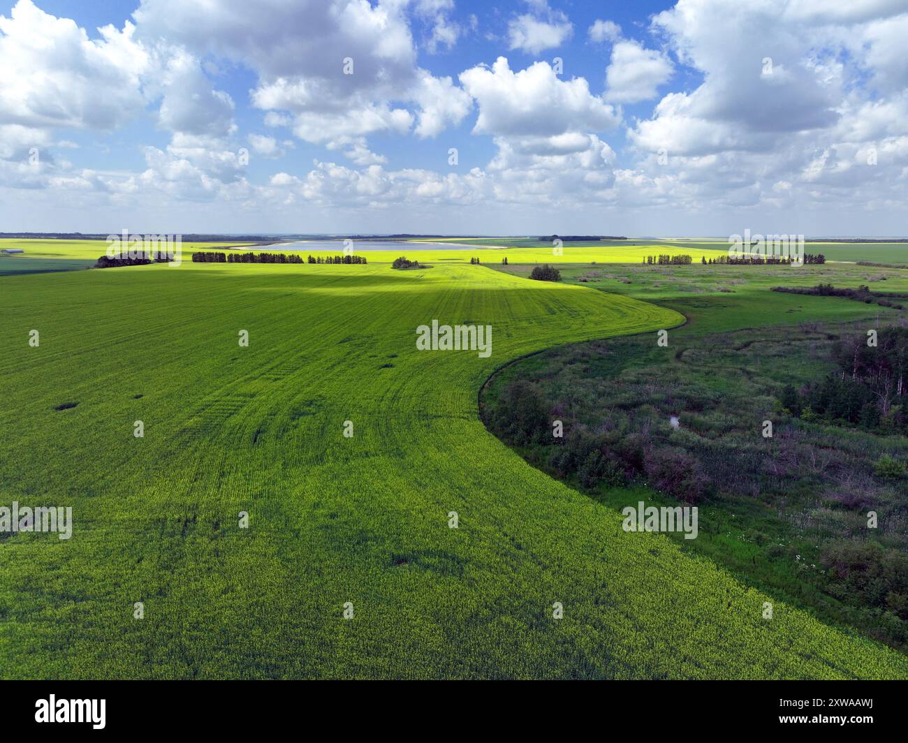 Canola fields in bloom bordering on bush and tree-covered wetland Stock ...