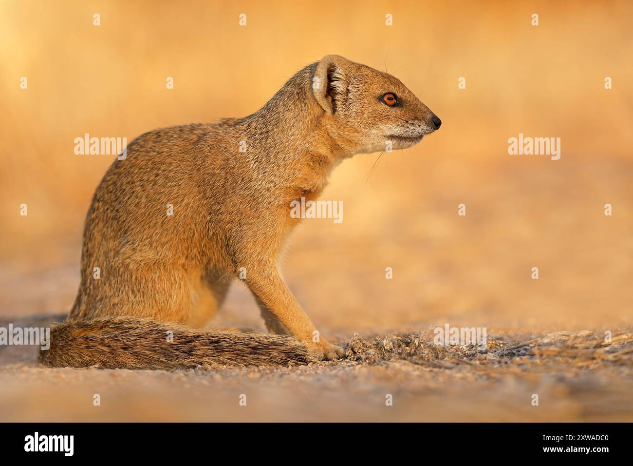 An alert yellow mongoose (Cynictus penicillata), Kalahari desert, South ...