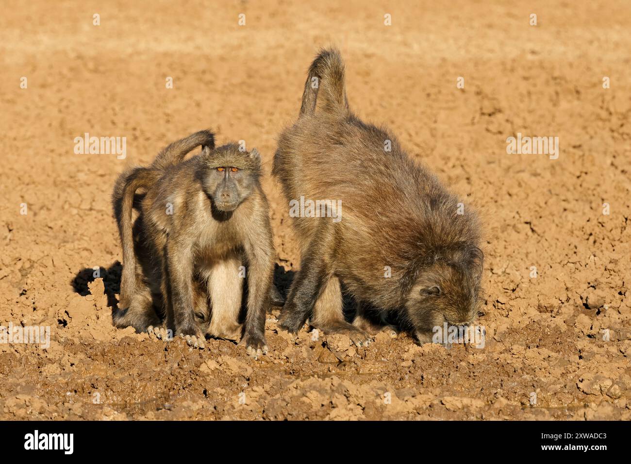 Chacma baboons (Papio ursinus) in natural habitat, Mokala National Park, South Africa Stock ...