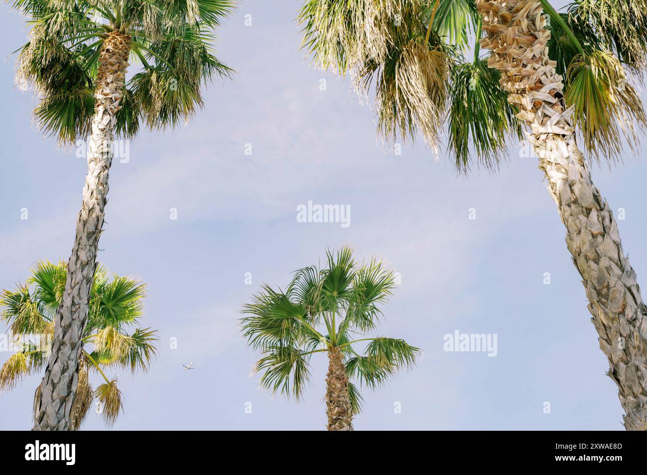 Tops of green palm trees against a background of sunny blue sky with a ...
