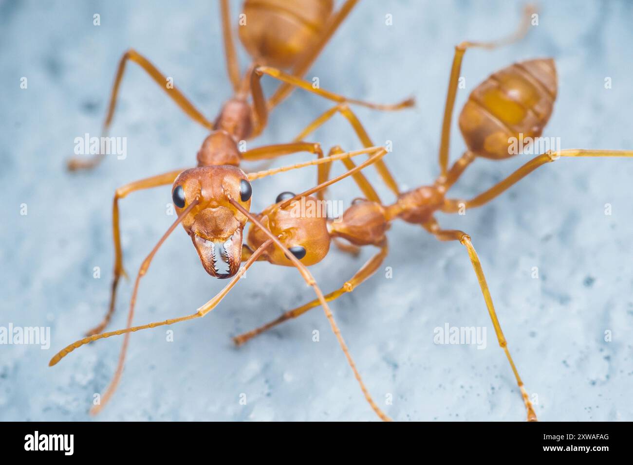 Top view of ant hi-res stock photography and images - Alamy
