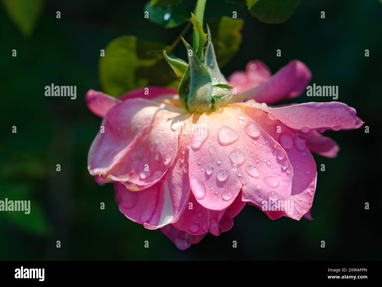 Beautiful single flower hi-res stock photography and images - Alamy