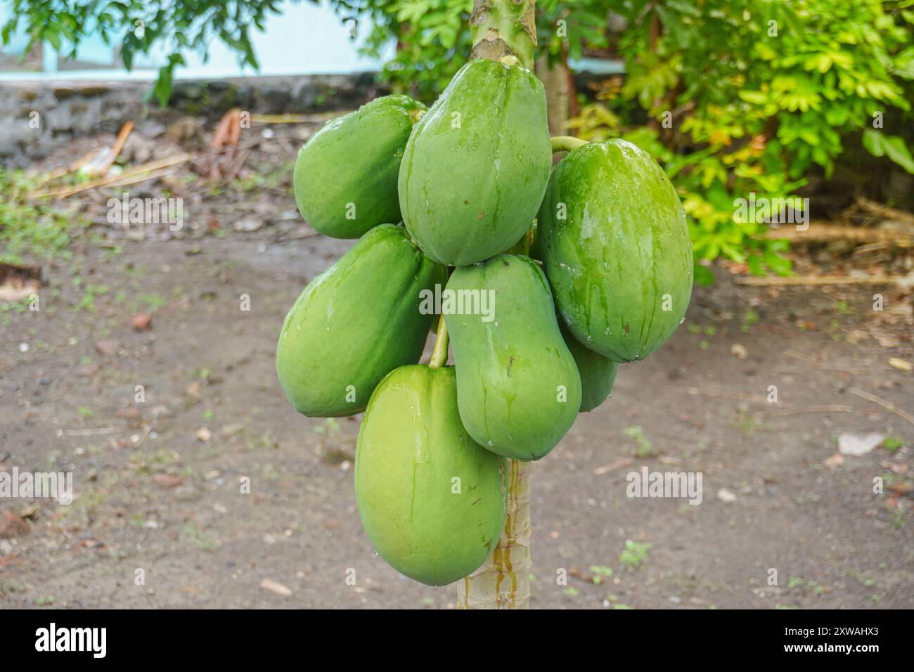 Ripe papaya hanging on tree hi-res stock photography and images - Alamy