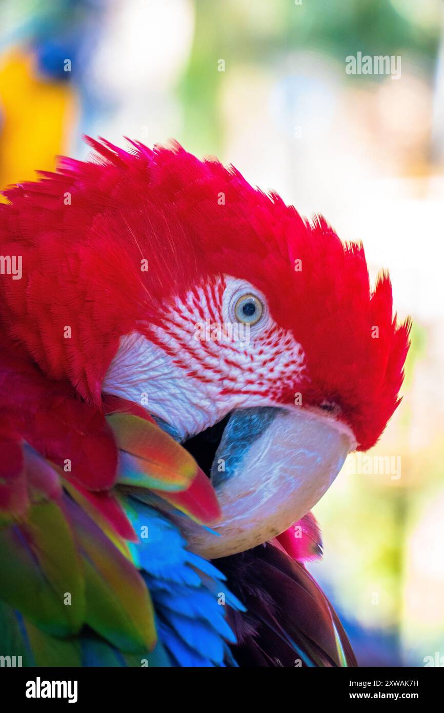 Parque das Aves Stock Photo - Alamy