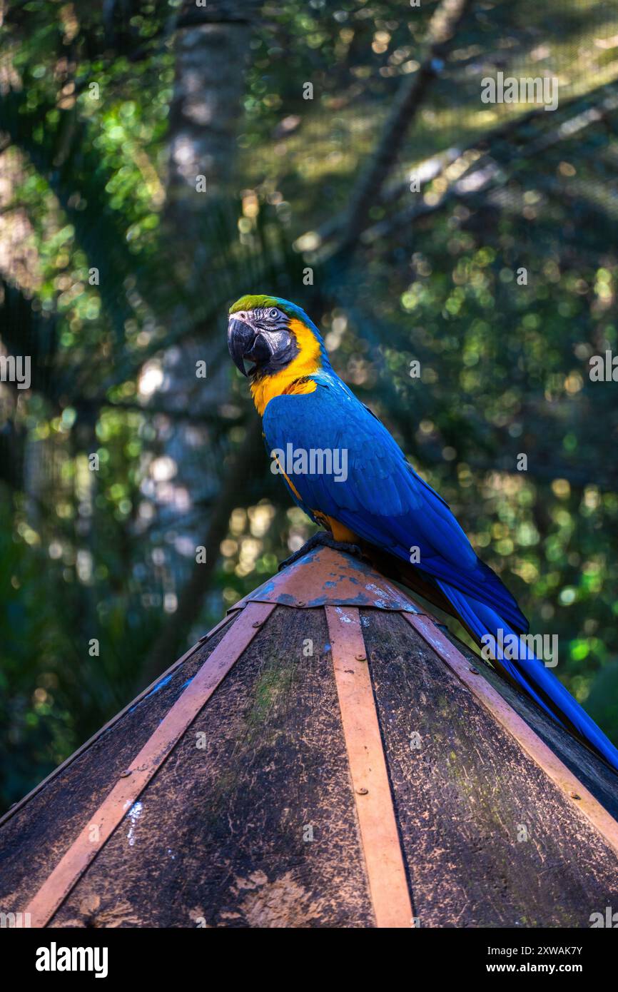 Parque das Aves Stock Photo - Alamy