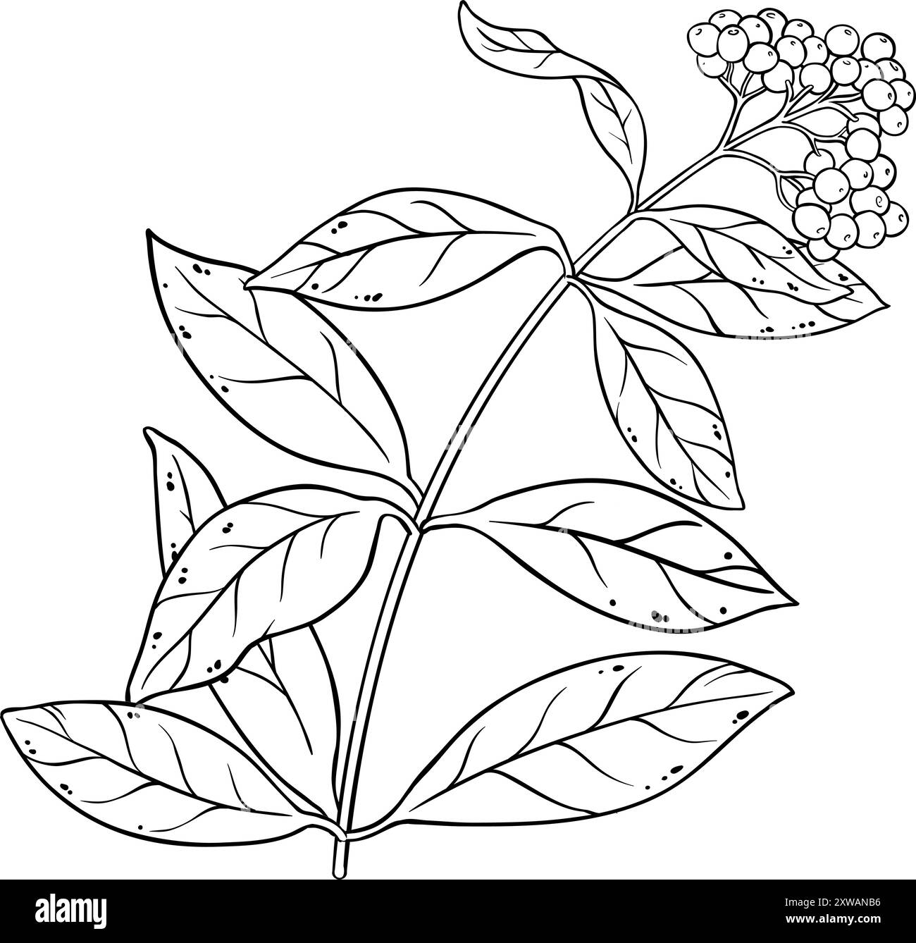 Allspice Plant with Berries Outline Illustration Stock Vector Image ...