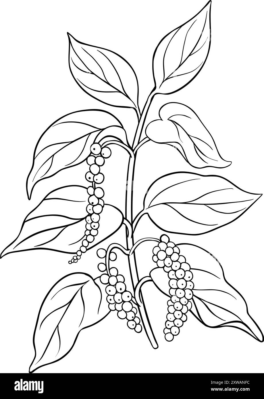 Black Pepper Branch Outline Illustration Stock Vector Image & Art - Alamy