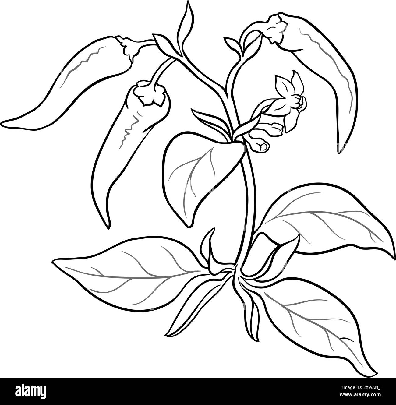 Cayenne Pepper Plant Outline Illustration Stock Vector Image & Art - Alamy