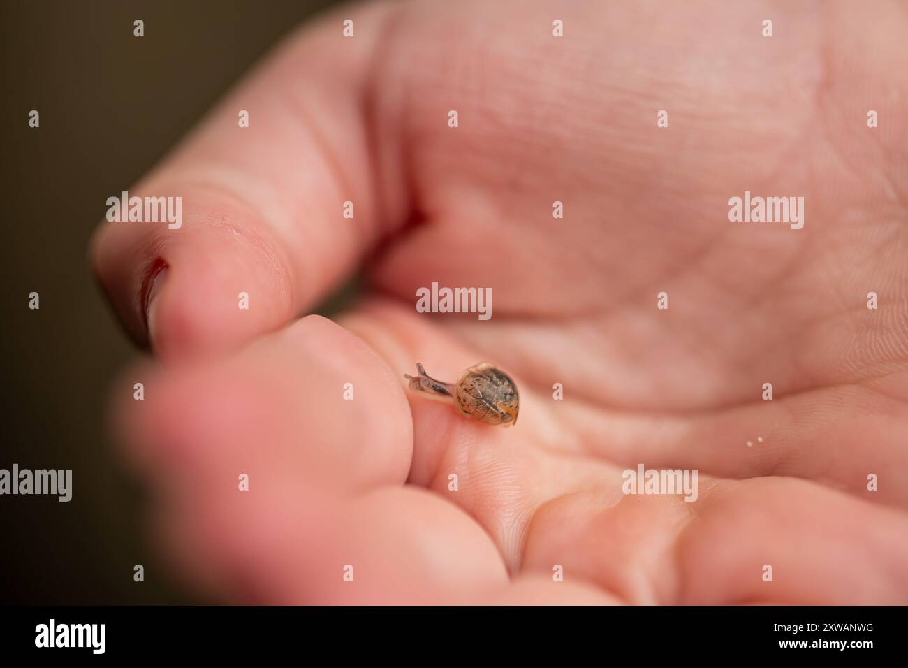 A child is holding a baby snail Stock Photo - Alamy