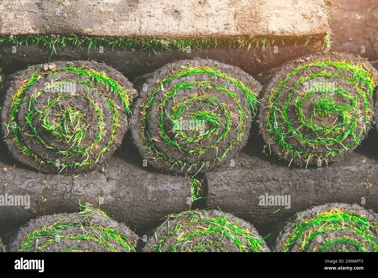 Pallet with rolls of sod turf grass. The rolled grass lawn is ready for ...