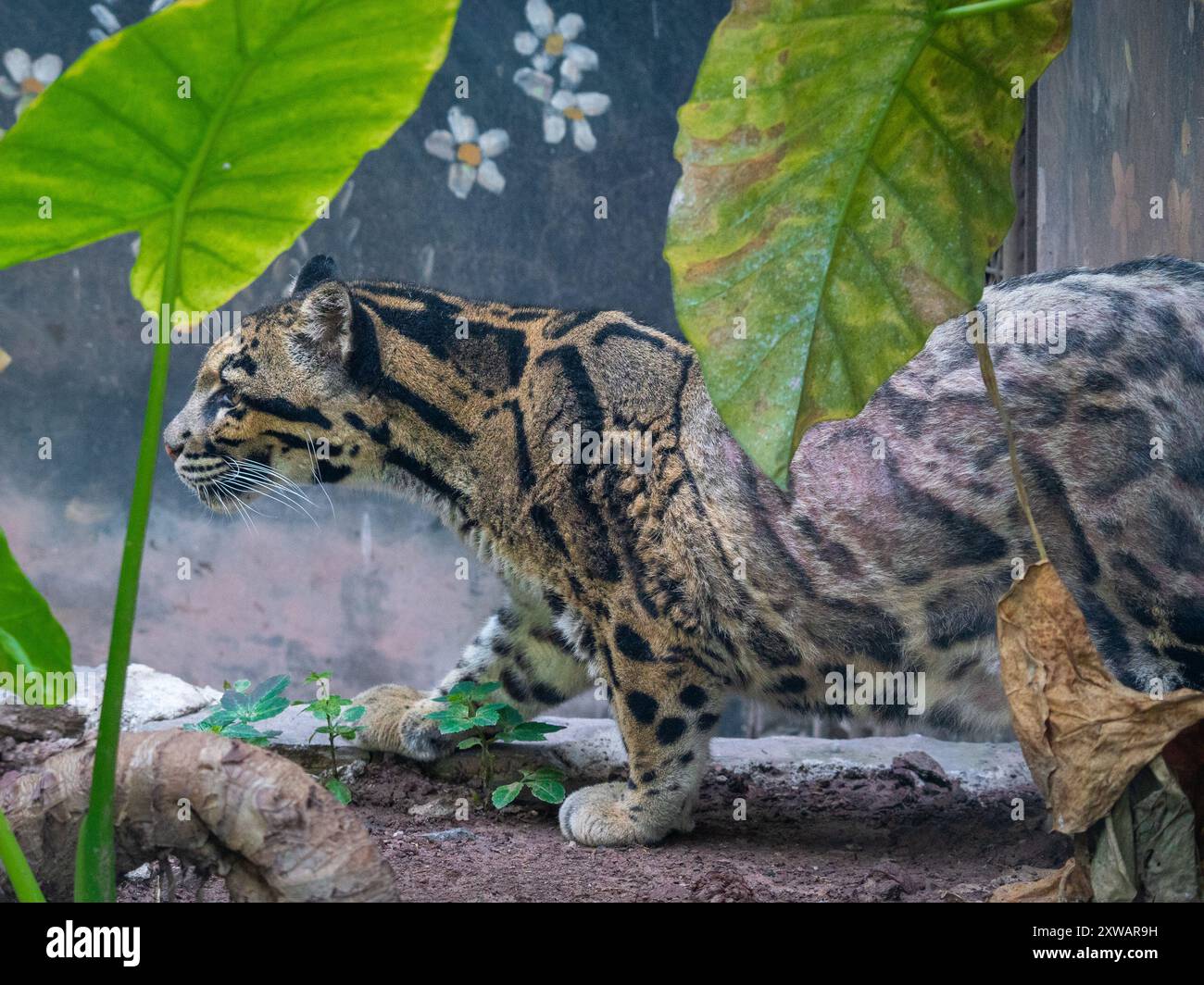 A female Clouded Leopard ( Neofelis Nebulosa) inside Chongqing zoo of ...