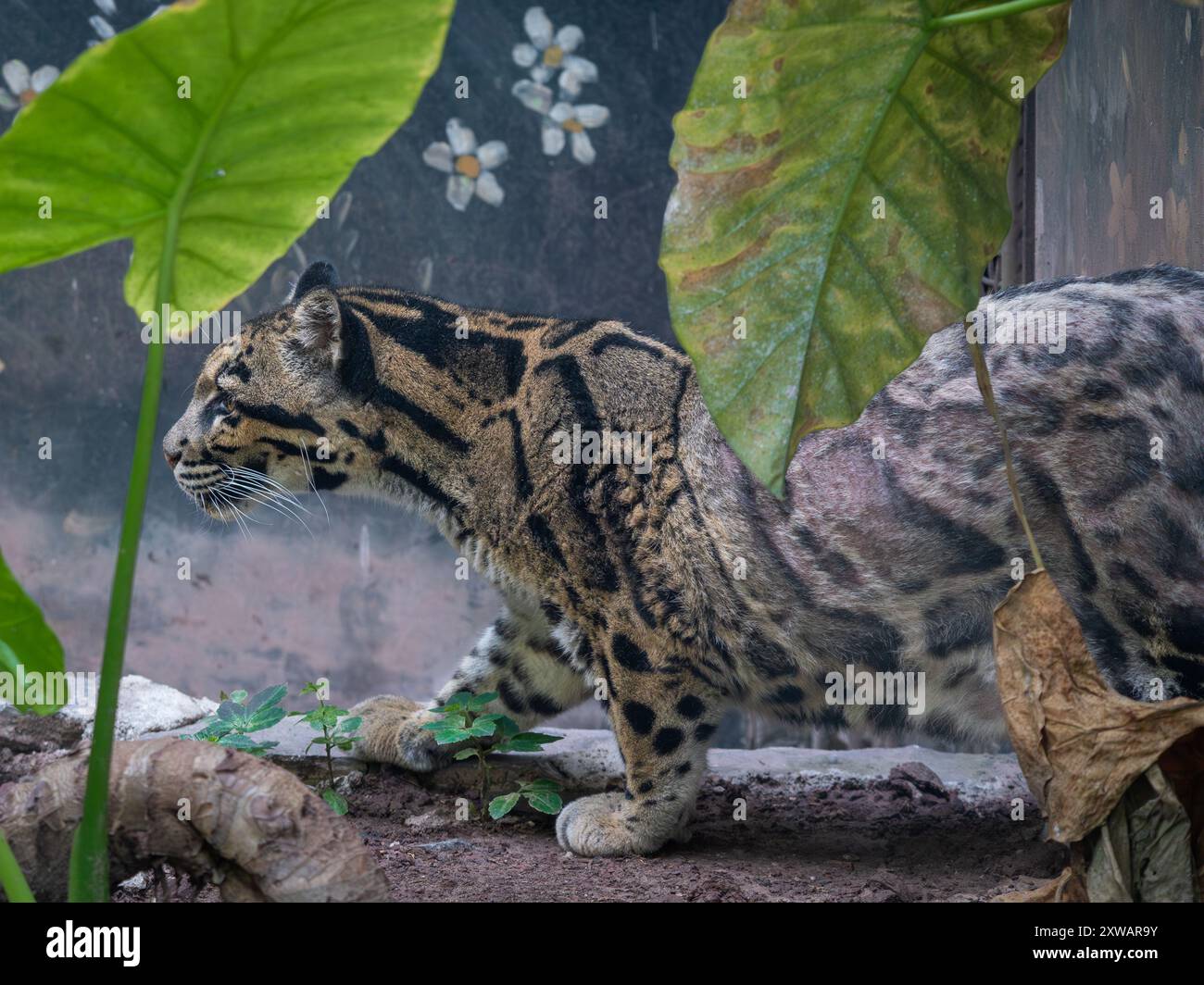 A female Clouded Leopard ( Neofelis Nebulosa) inside Chongqing zoo of ...