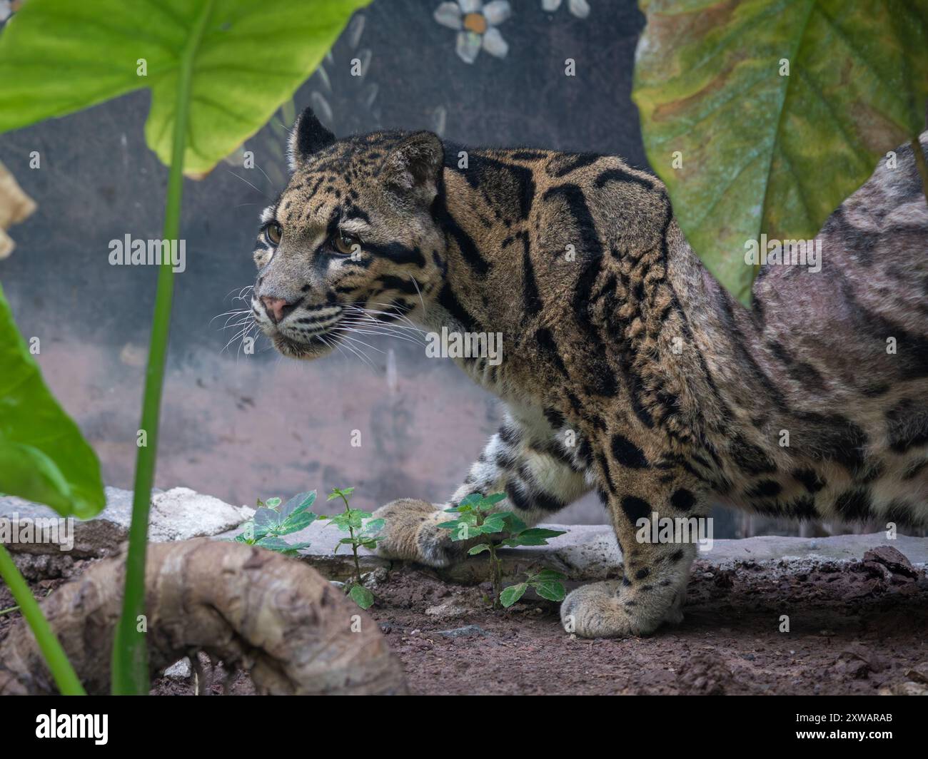 A female Clouded Leopard ( Neofelis Nebulosa) inside Chongqing zoo of ...
