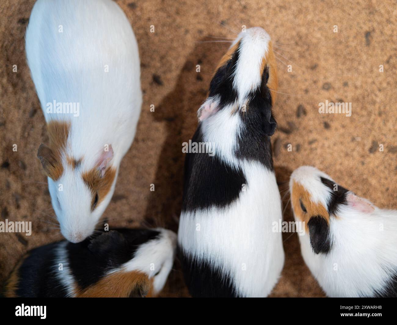 Top view of colored hamsters walking into various directions Stock ...