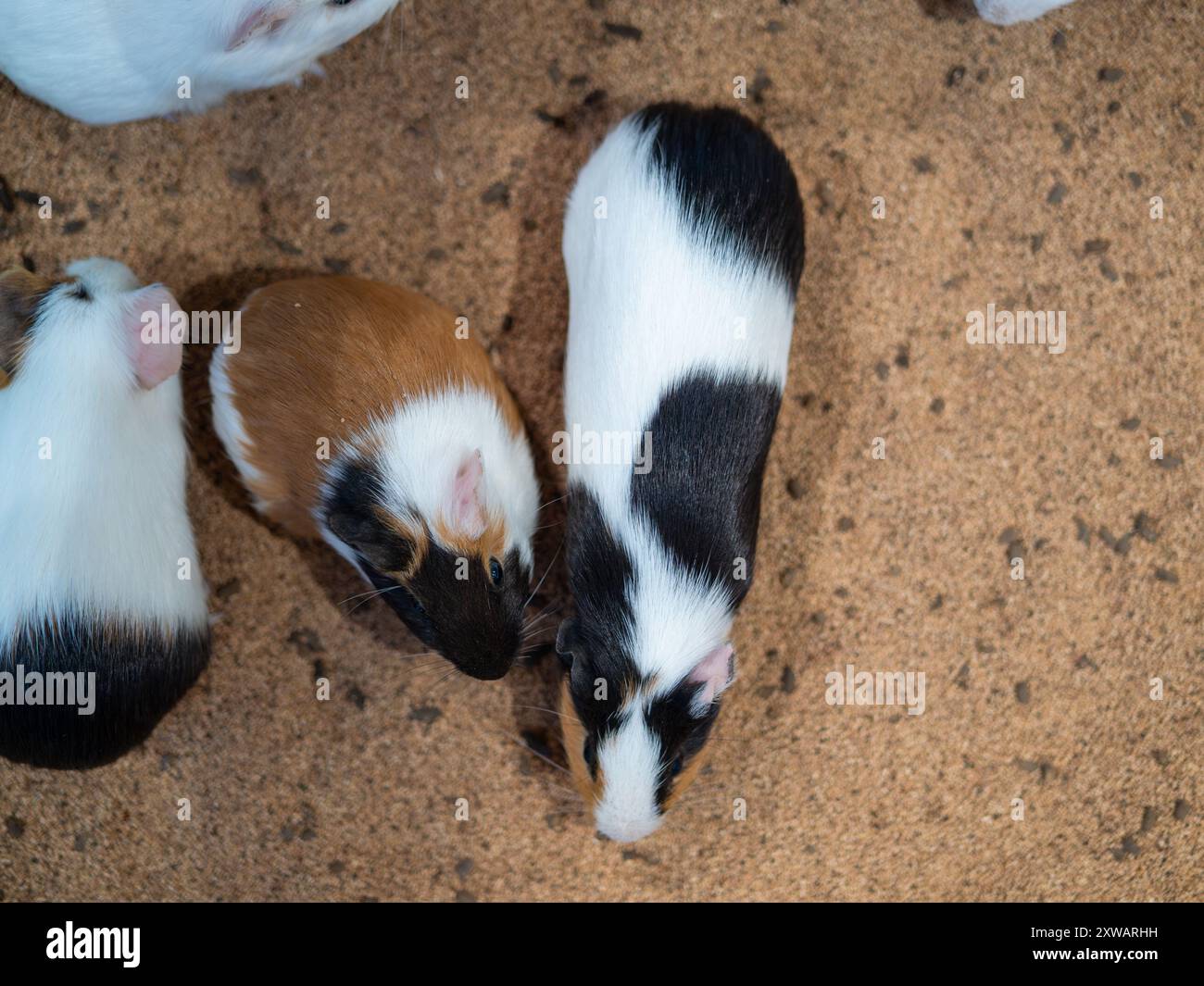 Top view of colored hamsters walking into various directions Stock ...