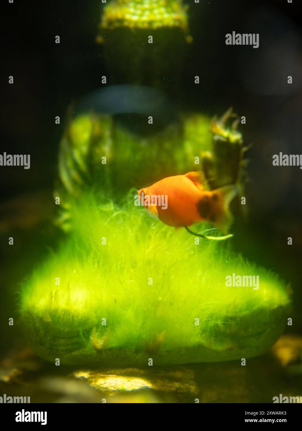 Buddha statue underwater in a fish tank and fish swimming past Stock ...
