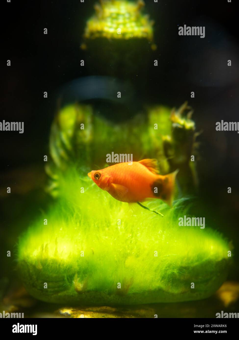 Buddha statue underwater in a fish tank and fish swimming past Stock ...