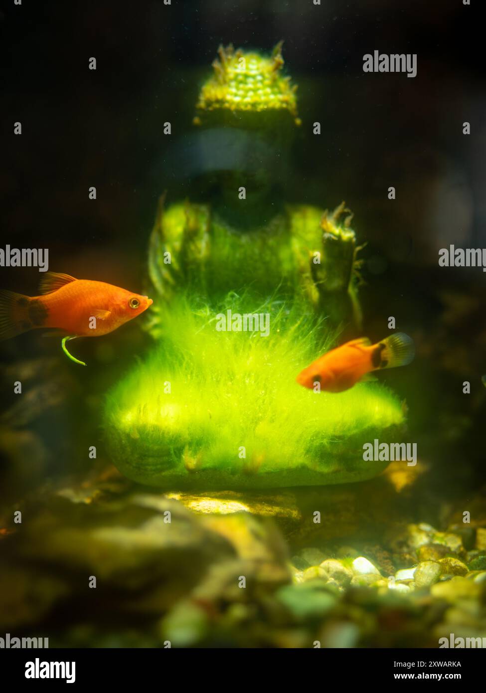 Buddha statue underwater in a fish tank and fish swimming past Stock ...