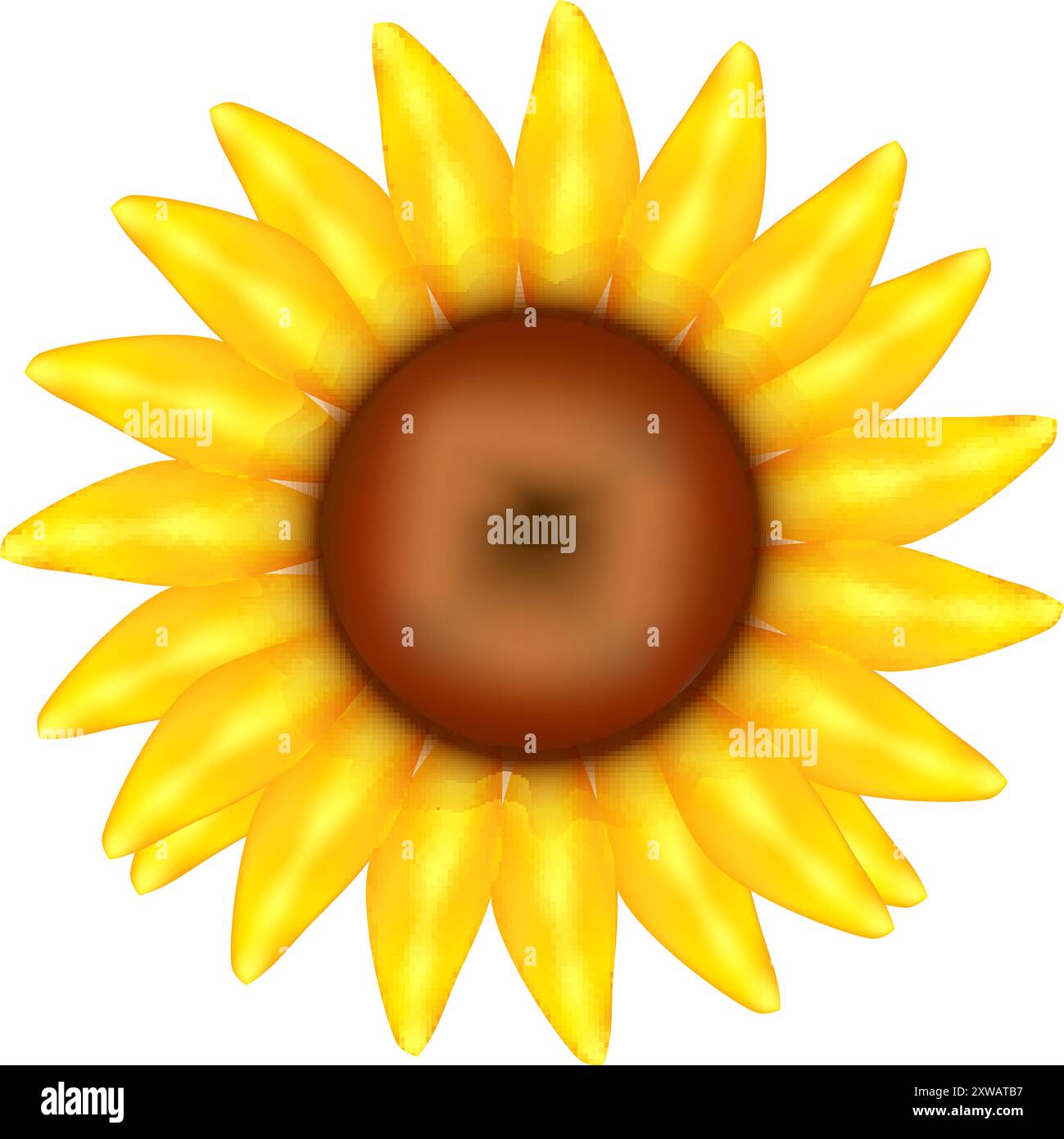 Sunflower blossom. Realistic summer flower with yellow petals Stock ...