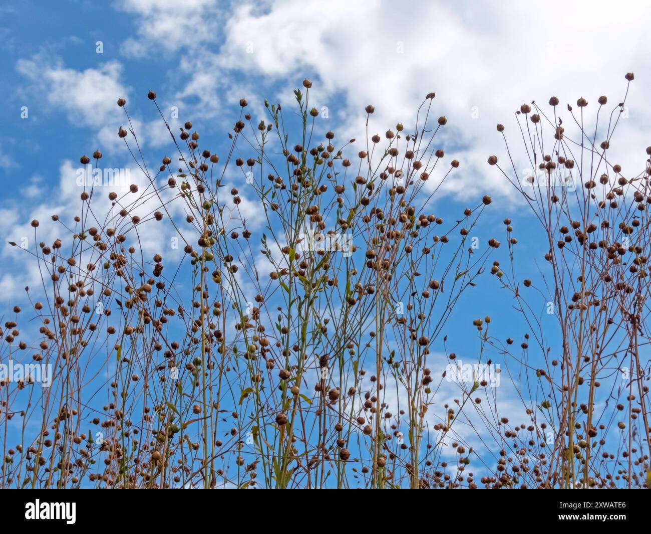 Common flax plants with dry seeds capsules on the blue sky with white ...