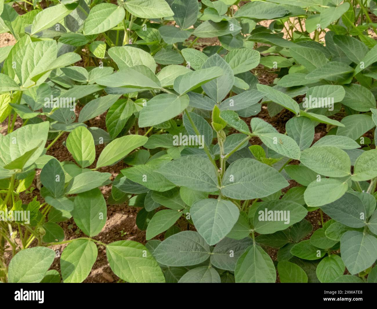 Soybean, soy bean or soya bean plants. Glycine max agricultural ...