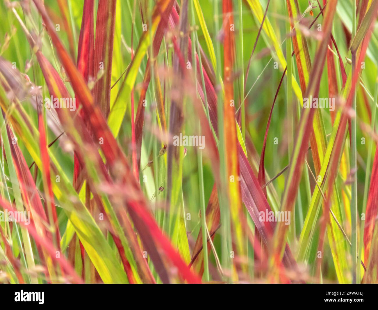 Switchgrass hi-res stock photography and images - Alamy