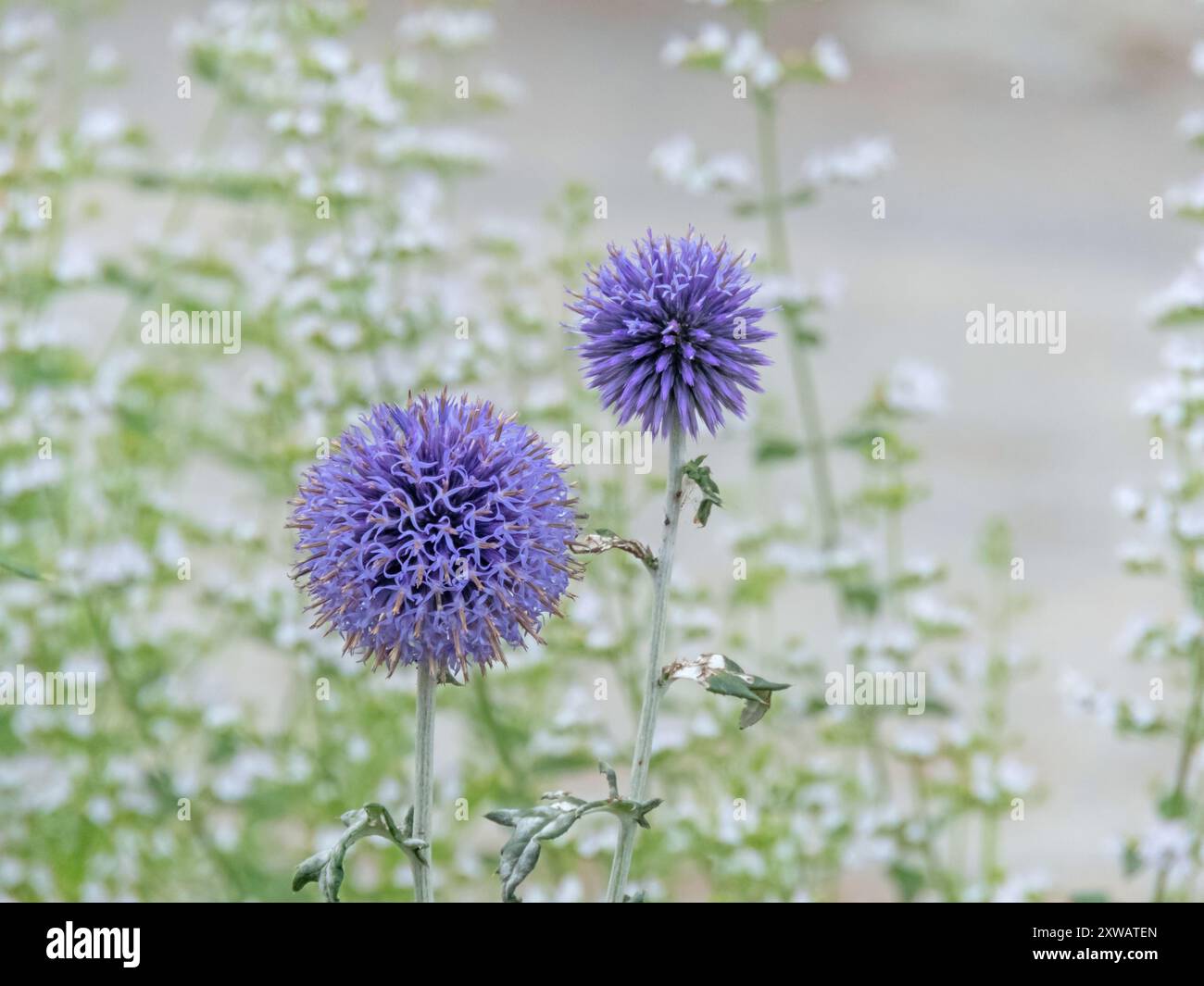 Blue spiky flowers hi-res stock photography and images - Alamy