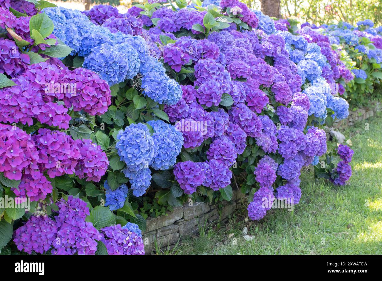 Hydrangea macrophylla ornamental shrub with purple and blue flowers ...