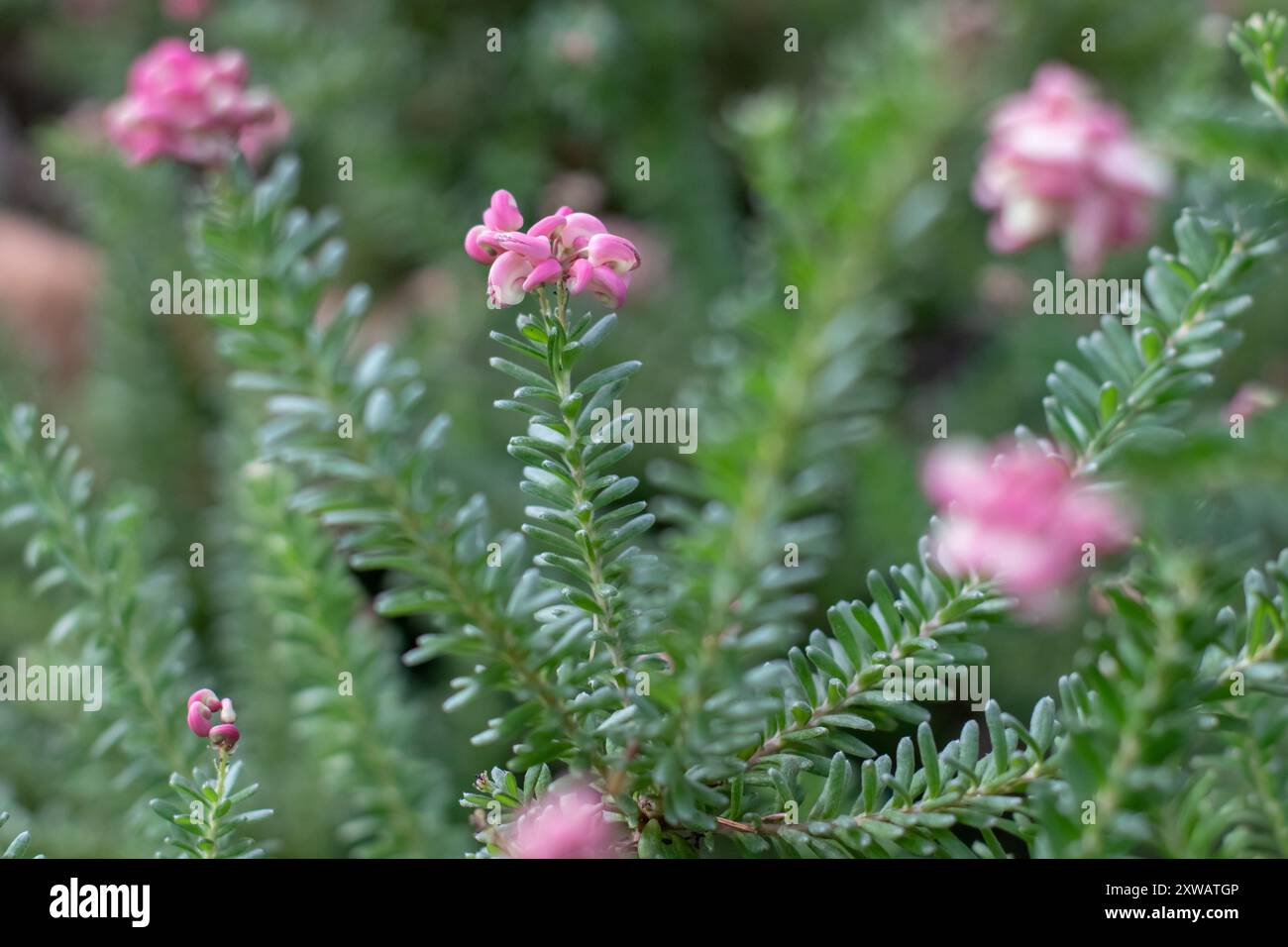 Grevillea lanigera flowering plant with clusters of pink flowers and ...