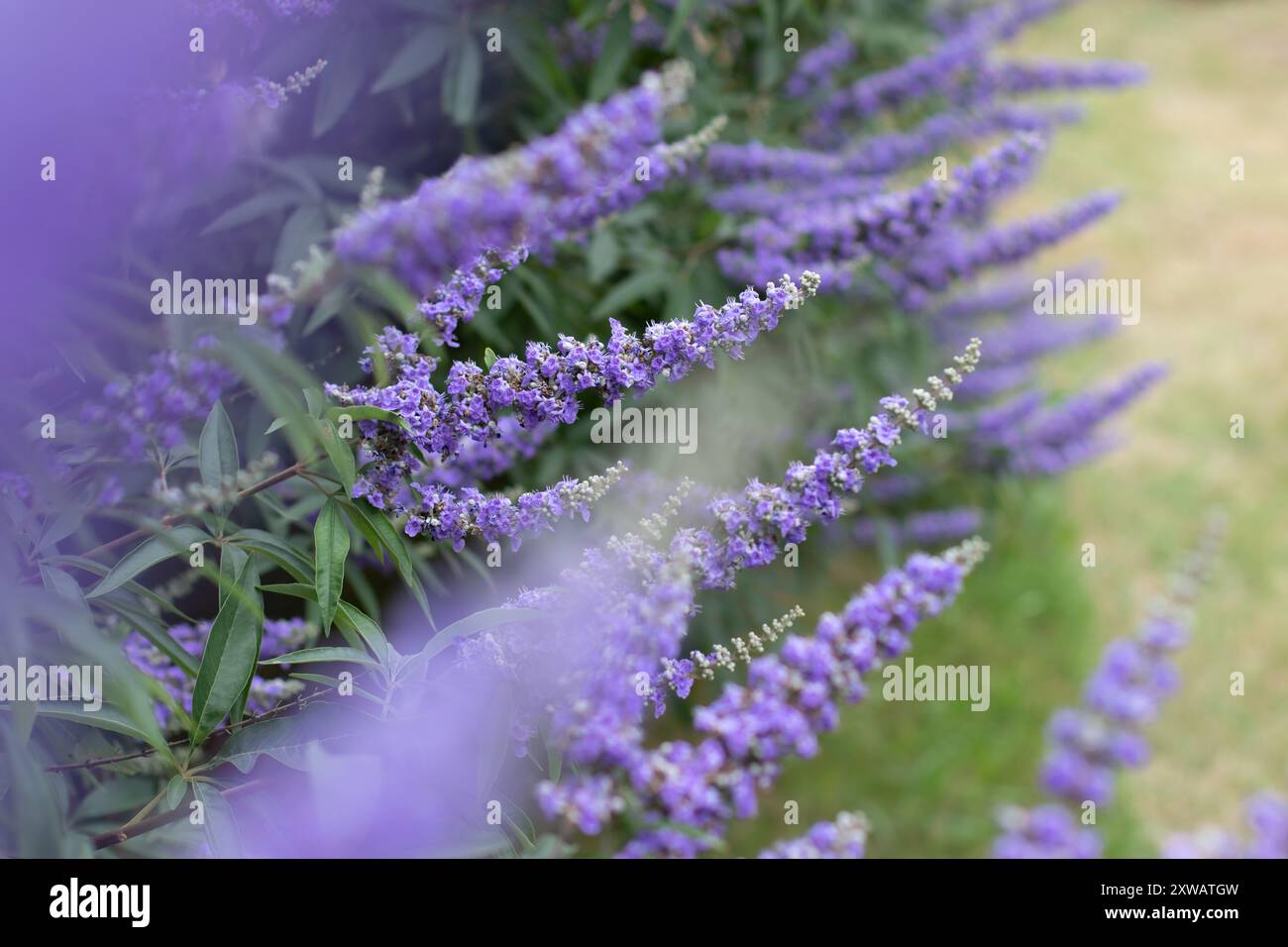 Chasteberry flowers hi-res stock photography and images - Alamy