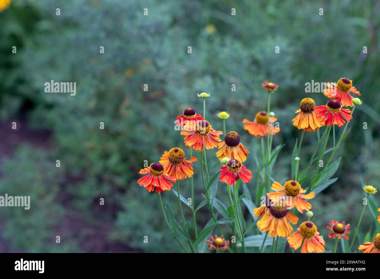 Helenium hybrid flowers on the dark green garden background. Bright ...
