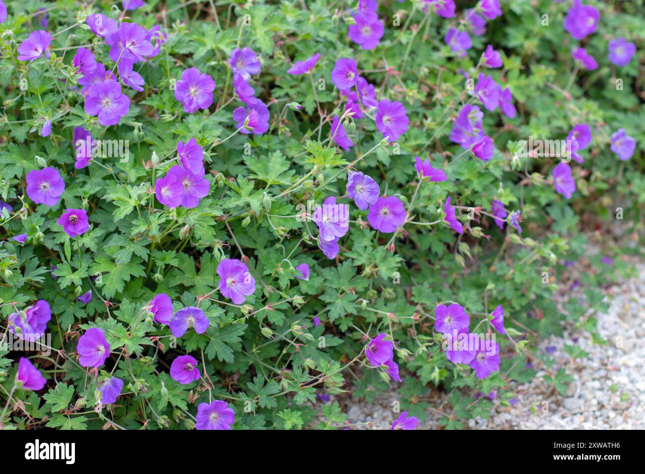 Geranium hybrid flowering ground cover plants. Cranesbill beautiful ...