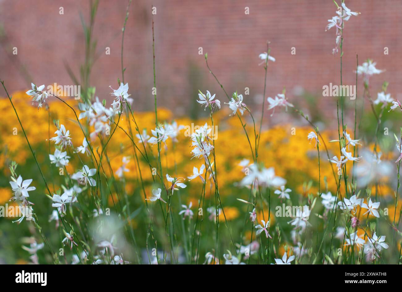 Pink gaura hi-res stock photography and images - Alamy
