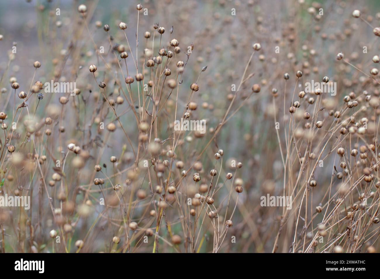 Linum usitatissimum dry seeds capsules at the field. Flax fiber ...