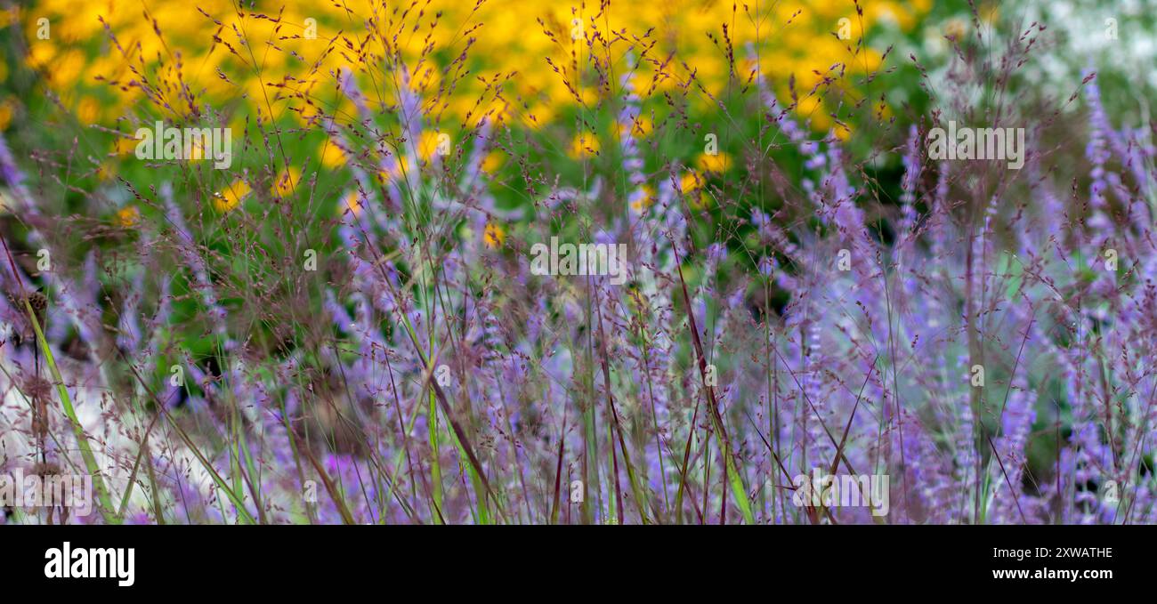 Panicum virgatum flowering ornamental grass banner. Switchgrass ...