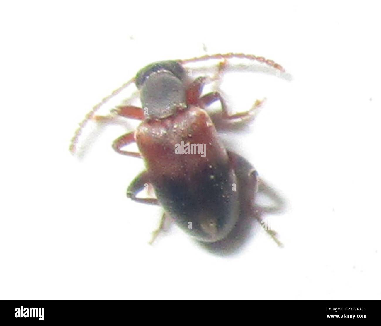 Ant-like Leaf Beetles (Aderidae) Insecta Stock Photo - Alamy