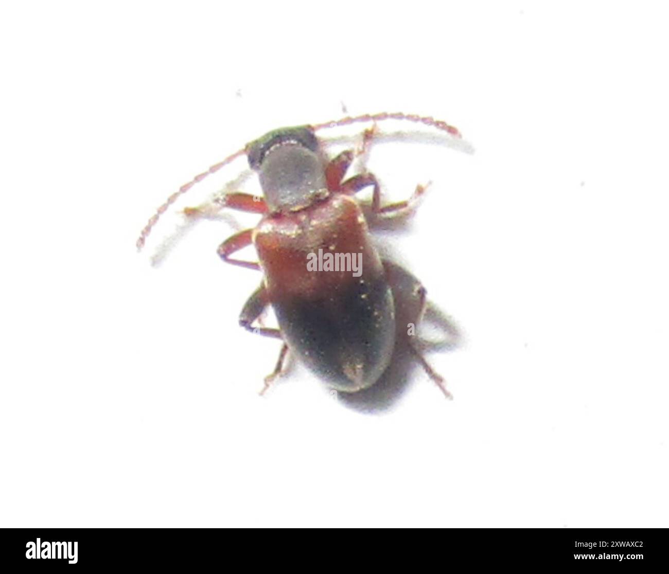 Ant-like Leaf Beetles (Aderidae) Insecta Stock Photo - Alamy