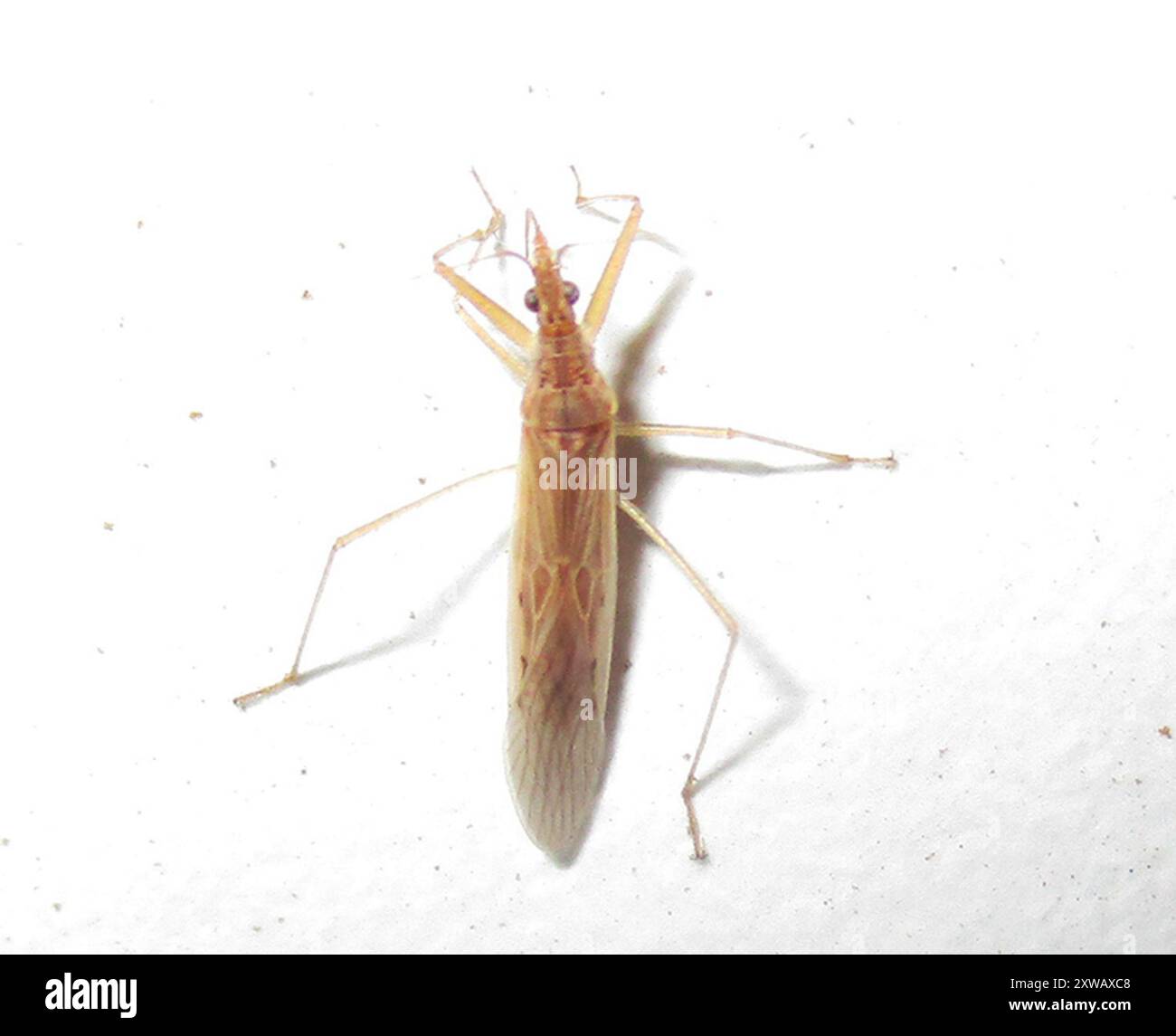 (Nabis capsiformis) Insecta Stock Photo - Alamy